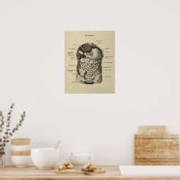Gastrointestinal Anatomy print 1 Medical Poster | Zazzle
