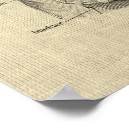 Gastrointestinal Anatomy print 1 Medical Poster | Zazzle