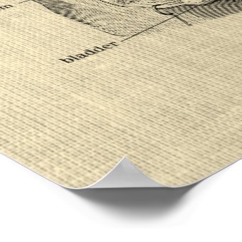 Gastrointestinal Anatomy print 1 Medical Poster | Zazzle