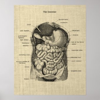 Gastrointestinal Anatomy print 1 Medical Poster | Zazzle