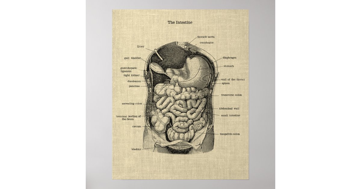 Gastrointestinal Anatomy print 1 Medical Poster | Zazzle
