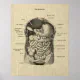 Gastrointestinal Anatomy print 1 Medical Poster | Zazzle