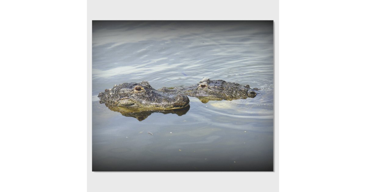 Gator Love Wrapping Paper | Zazzle