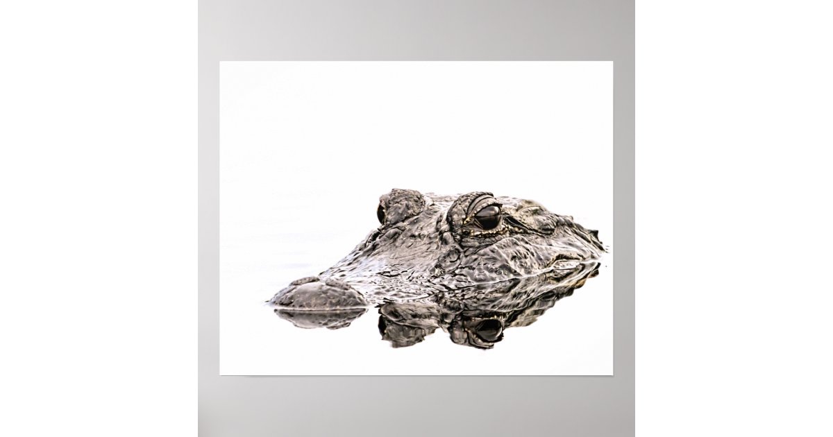 Gator Wildlife Poster | Zazzle