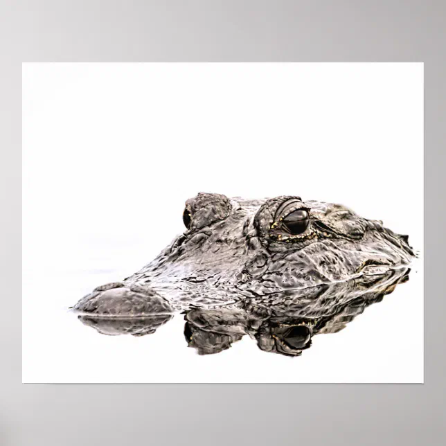 Gator Wildlife Poster | Zazzle