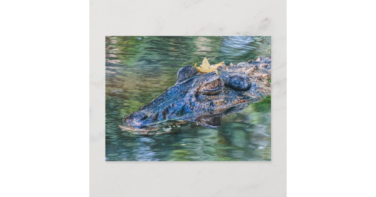 Gator with a crown postcard | Zazzle