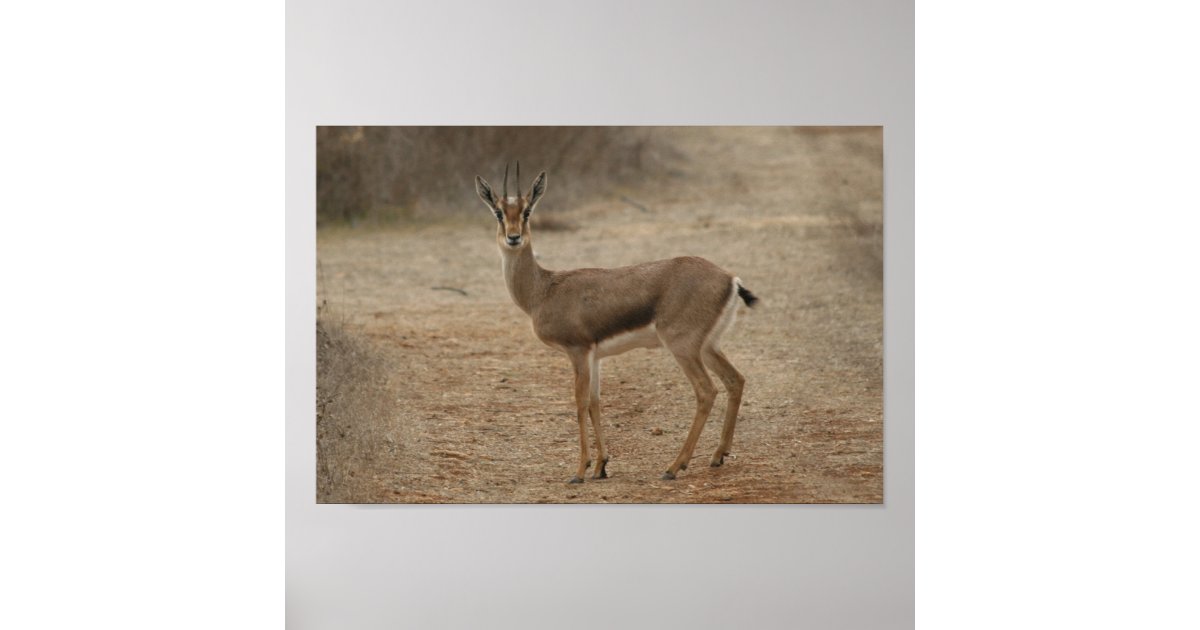 Gazelle Poster | Zazzle