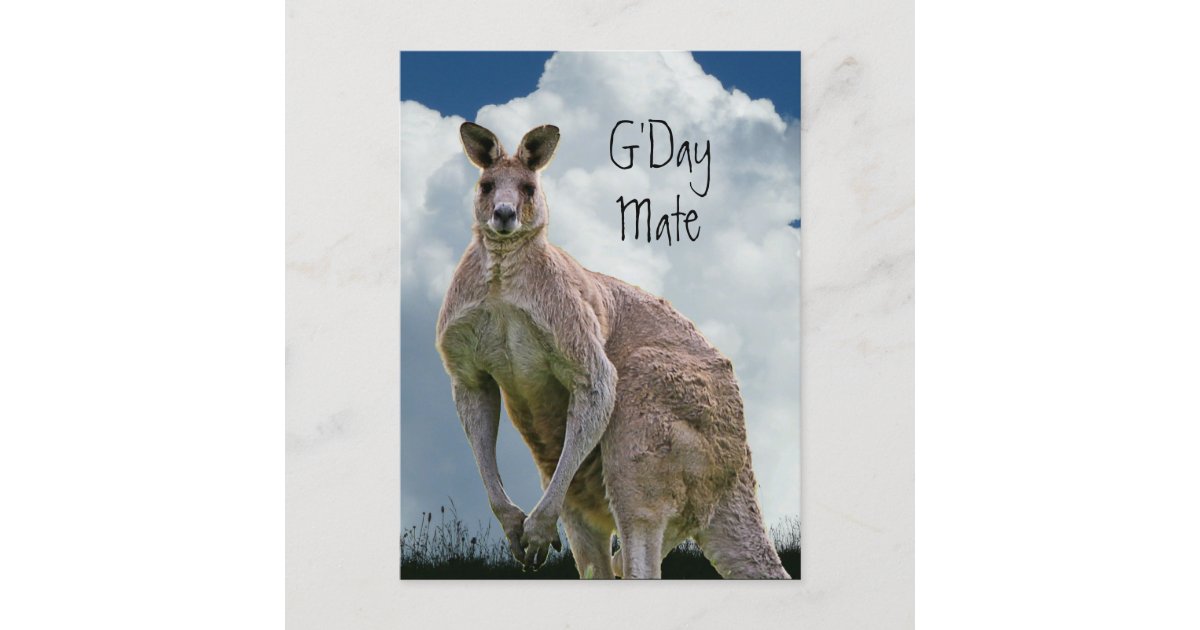 G'Day Mate Kangaroo Postcard | Zazzle