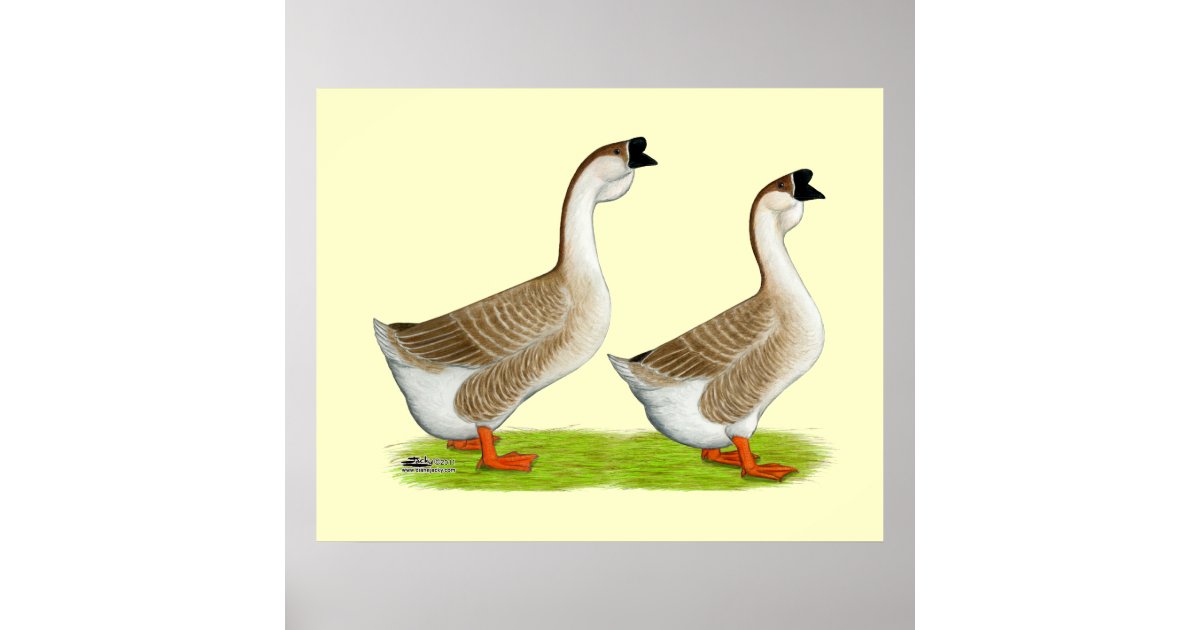 Geese: Buff African Poster | Zazzle