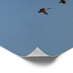 Geese in Flight Print | Zazzle