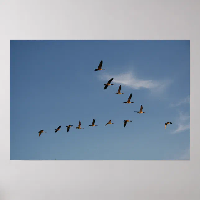 Geese in Flight Print | Zazzle