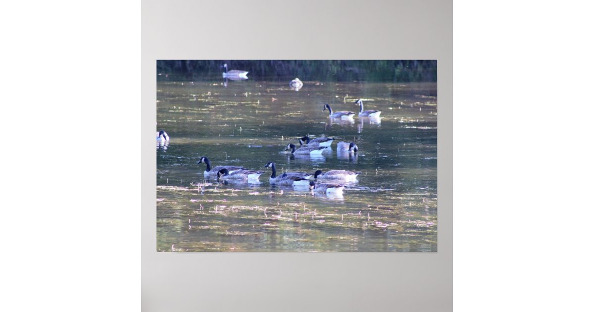 Geese Photo Poster | Zazzle