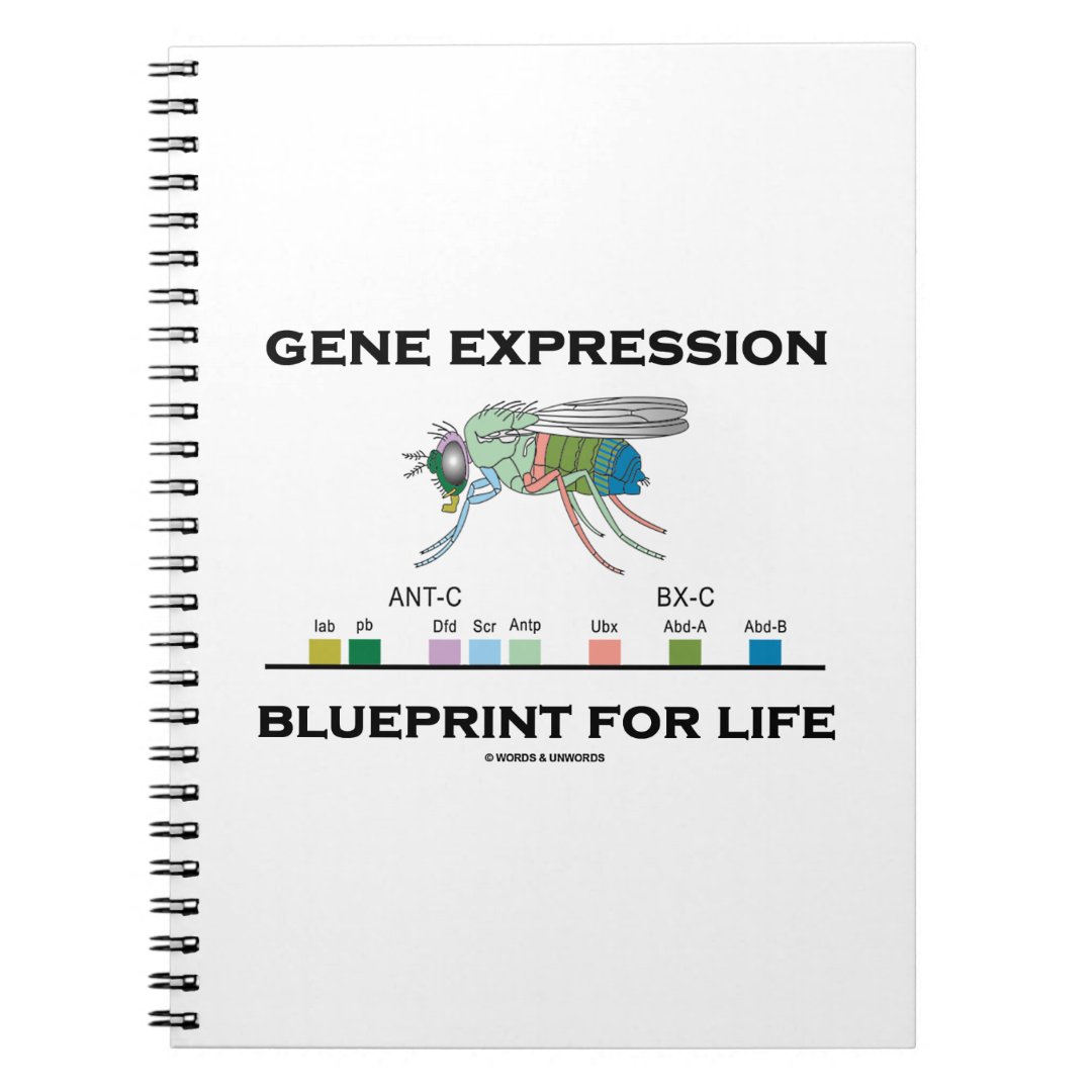 Gene Expression Blueprint For Life Homeobox Genes Notebook | Zazzle