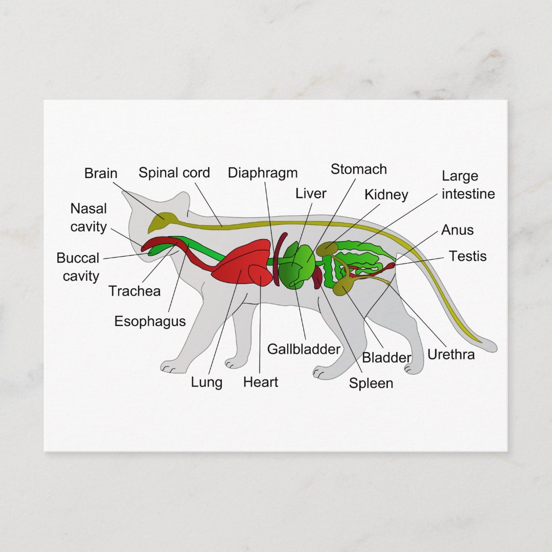 General Anatomy of a Cat Felis Silvestris Catus Postcard | Zazzle