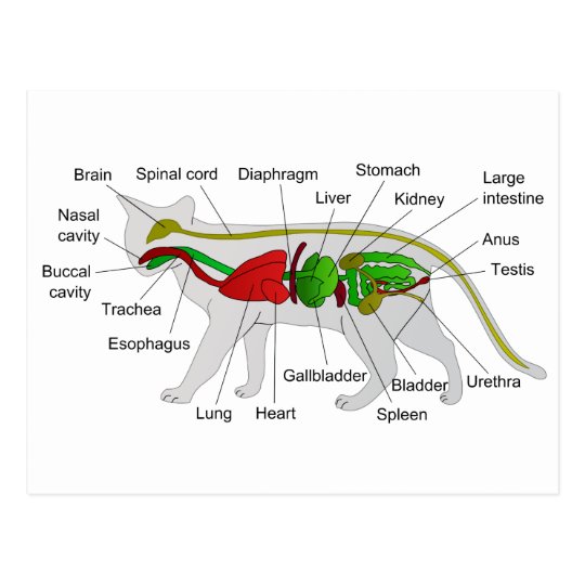 General Anatomy of a Cat Felis Silvestris Catus Postcard | Zazzle.com