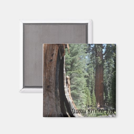 General Sherman Tree- Sequoia National Park Magnet | Zazzle