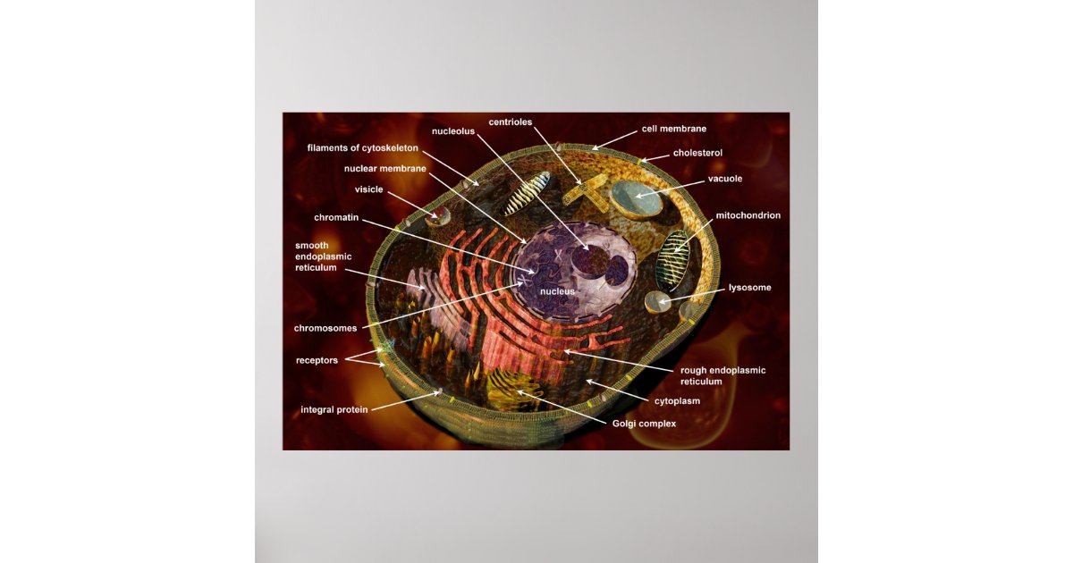 Generalized animal cell poster | Zazzle