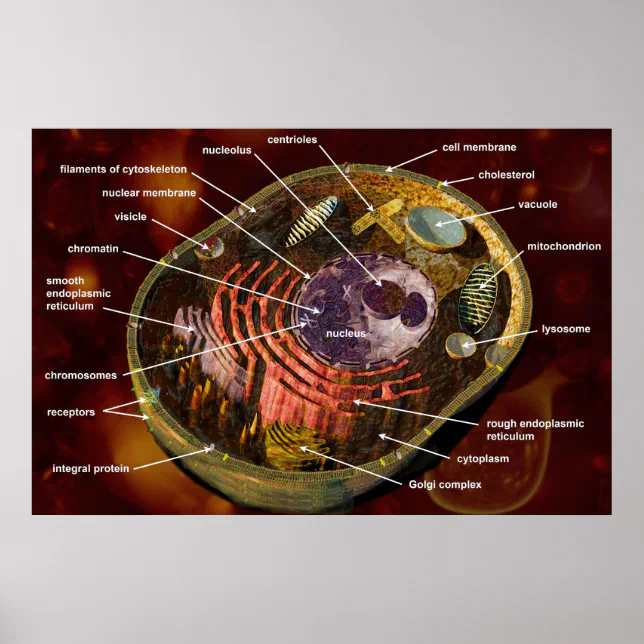 Generalized animal cell poster | Zazzle