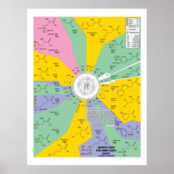 Genetic Code For Amino Acids (Chart Wheel) Poster | Zazzle
