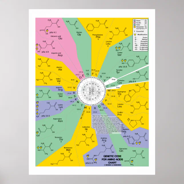 Genetic Code For Amino Acids (Chart Wheel) Poster | Zazzle