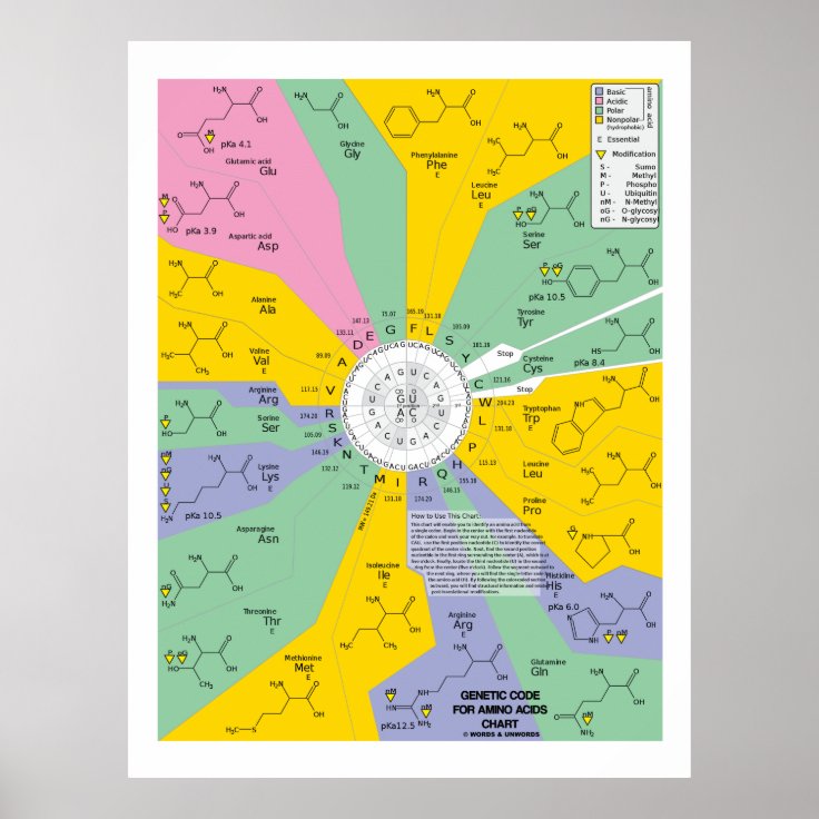 Genetic Code For Amino Acids (Chart Wheel) Poster | Zazzle