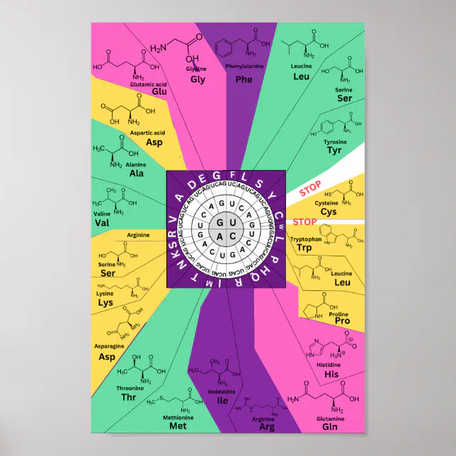 Genetic codon chart wheel of amino acids | Zazzle