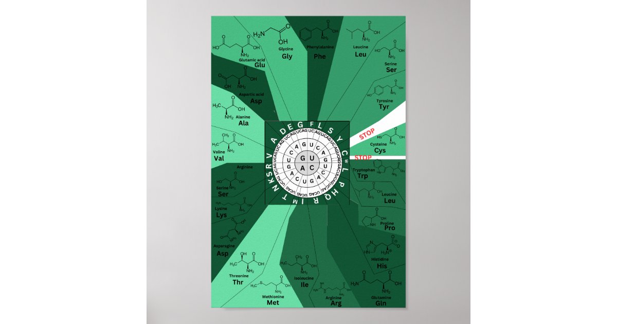 Genetic codon chart wheel of amino acids green | Zazzle