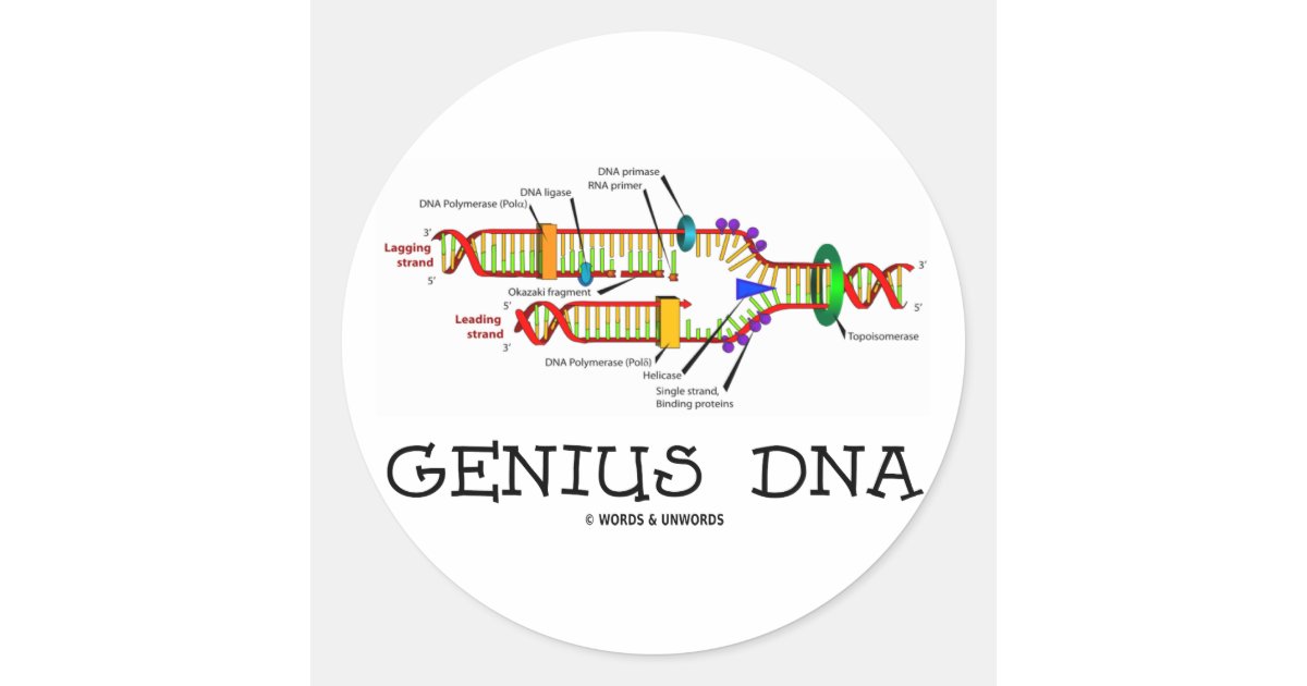 Genius DNA (DNA Replication Humor) Classic Round Sticker | Zazzle