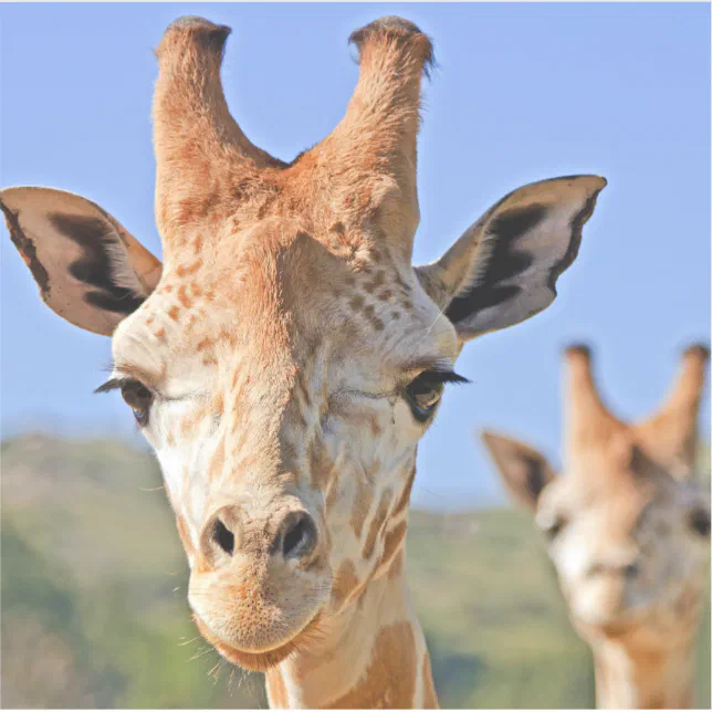 Gentle Giraffe Faces Close Up Against a Blue Sky Sticker | Zazzle