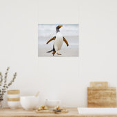 Gentoo Penguin Poster | Zazzle