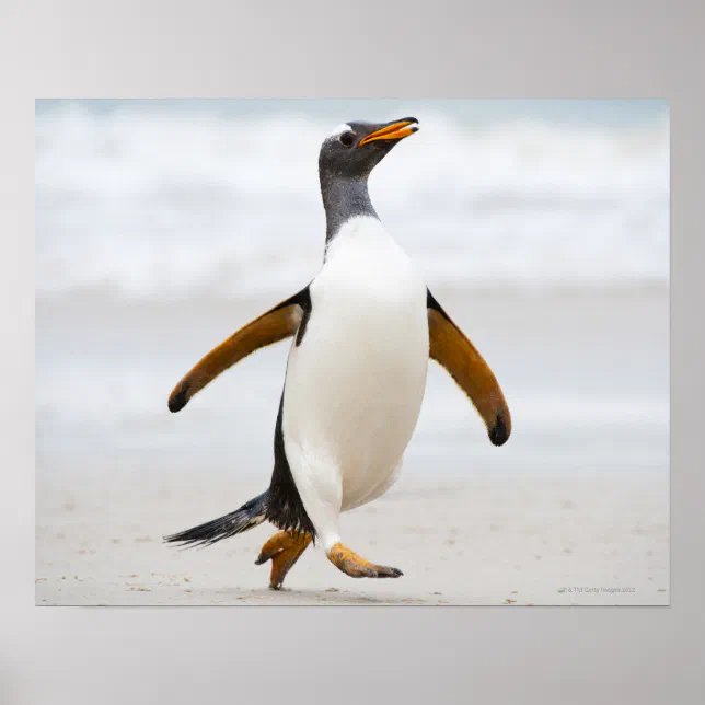 Gentoo Penguin Poster | Zazzle