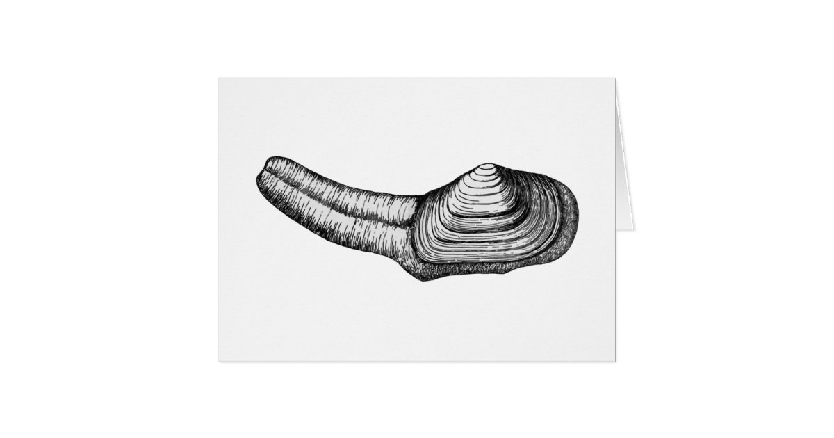 Geoduck Clam (black and white illustration) | Zazzle