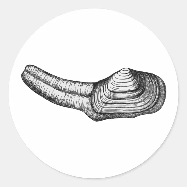 Geoduck Clam (black and white illustration) Classic Round Sticker | Zazzle