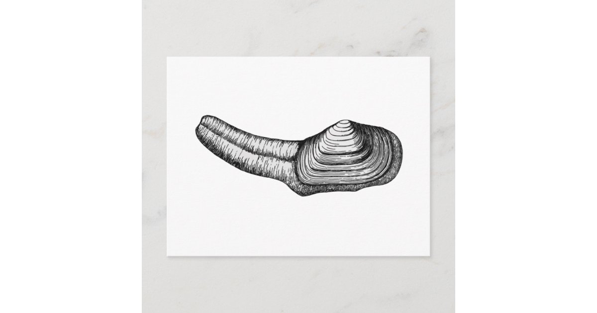 Geoduck Clam (black and white illustration) Postcard | Zazzle