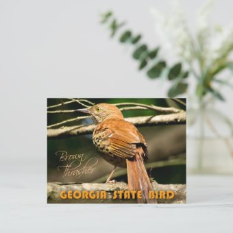 Georgia State Bird - Brown Thrasher Postcard | Zazzle