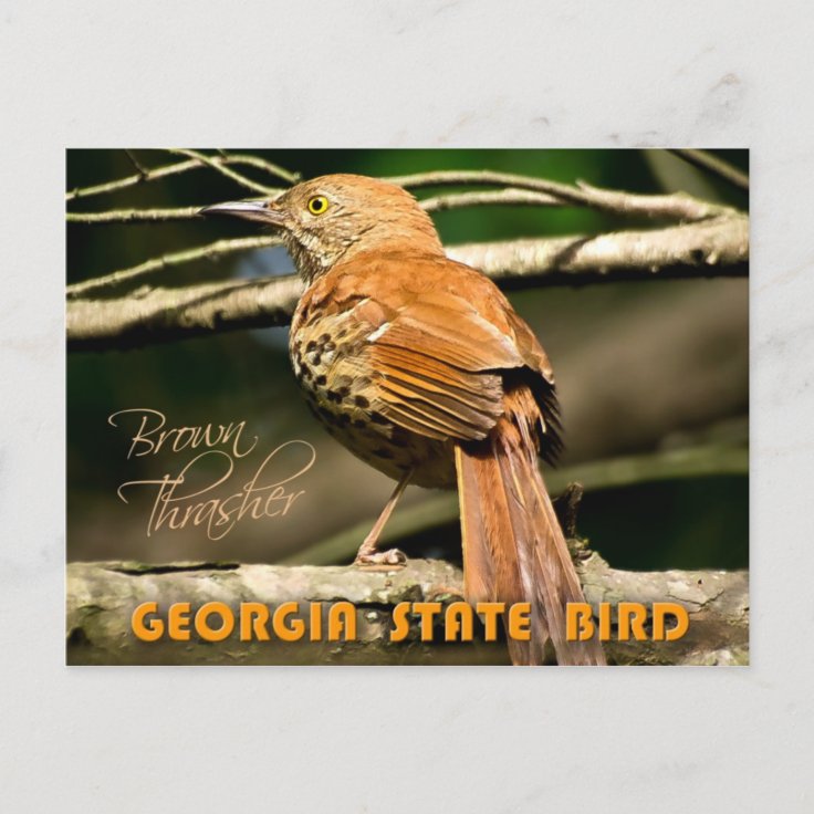 Georgia State Bird - Brown Thrasher Postcard | Zazzle