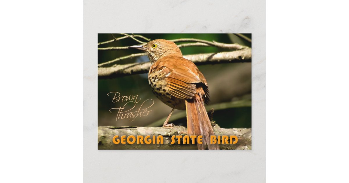 Georgia State Bird - Brown Thrasher Postcard | Zazzle
