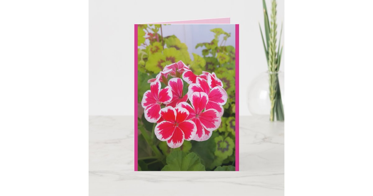 Geranium Pelargonium Flower Garden floral Card | Zazzle