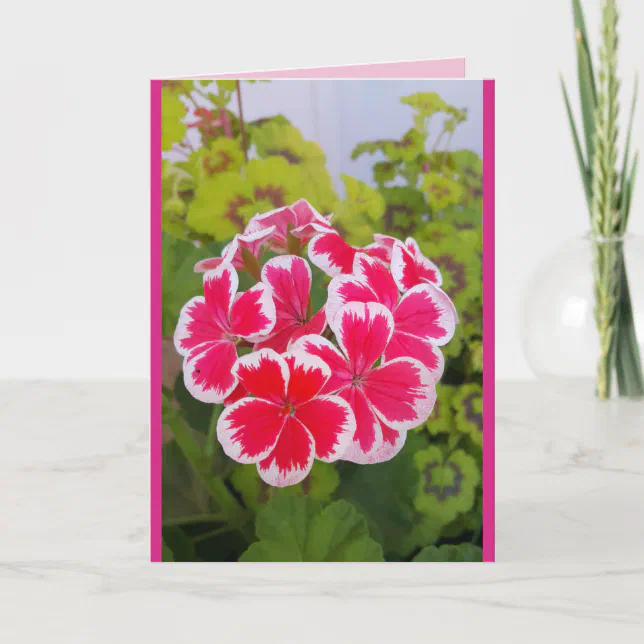 Geranium Pelargonium Flower Garden floral Card | Zazzle