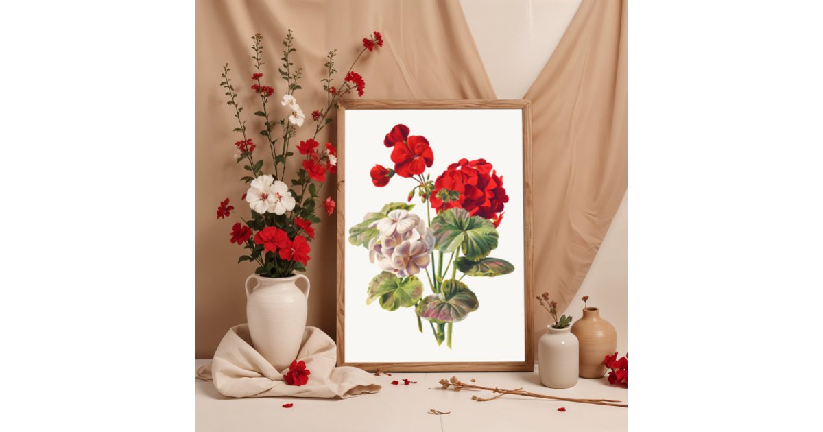 Geranium poster | Zazzle