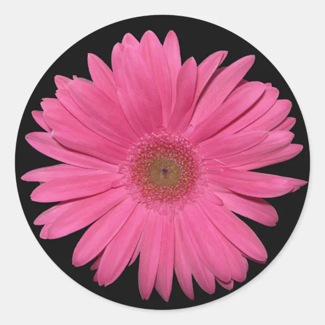 Gerber Daisy sticker | Zazzle