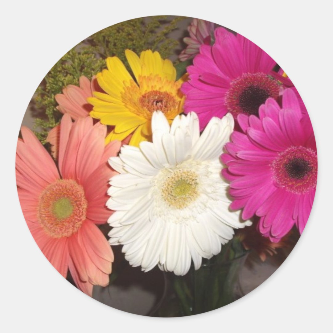 Gerbera Daisies 017 Classic Round Sticker | Zazzle