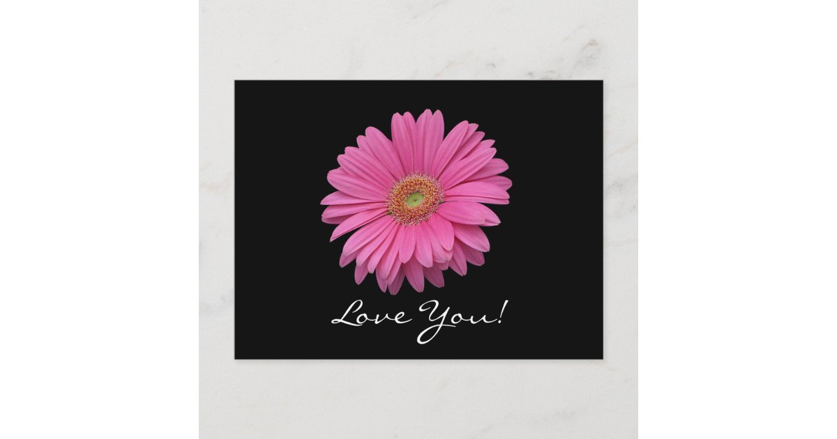 Gerbera Daisy Love You Postcard | Zazzle