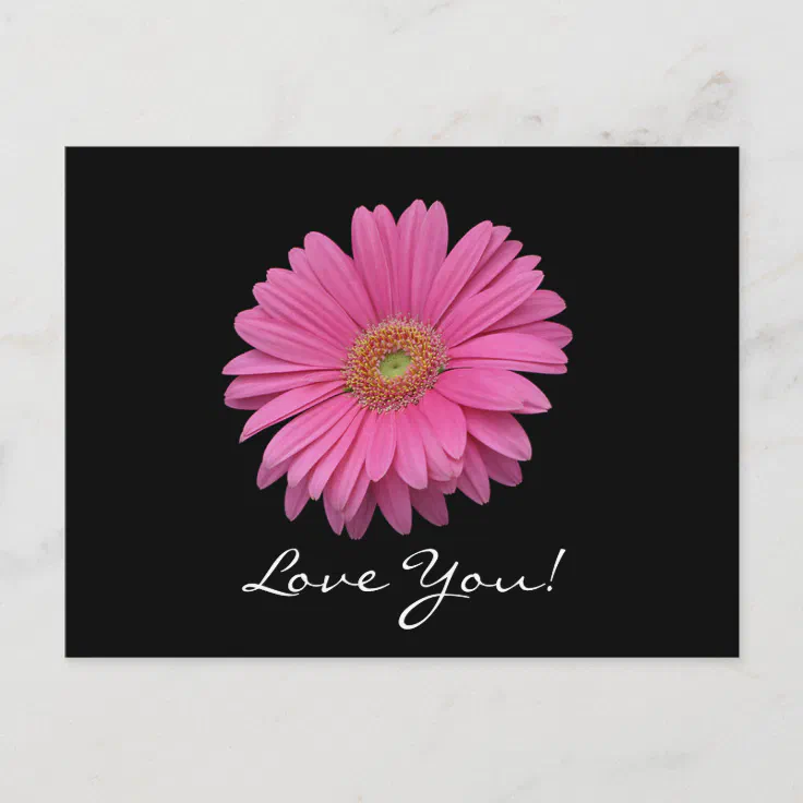 Gerbera Daisy Love You Postcard | Zazzle