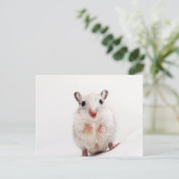 Gerbil Baby Animal Cute Pet Gerbils Template Postcard | Zazzle