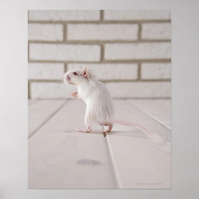 Gerbil standing poster | Zazzle