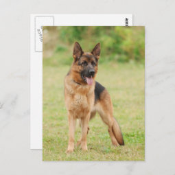 German shepherd dog postcard | Zazzle