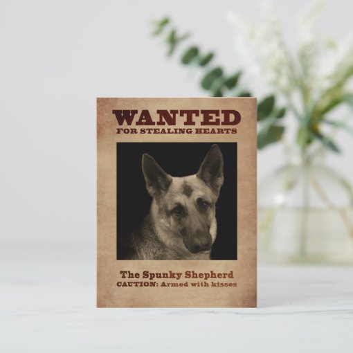 German Shepherd Dog Postcard | Zazzle