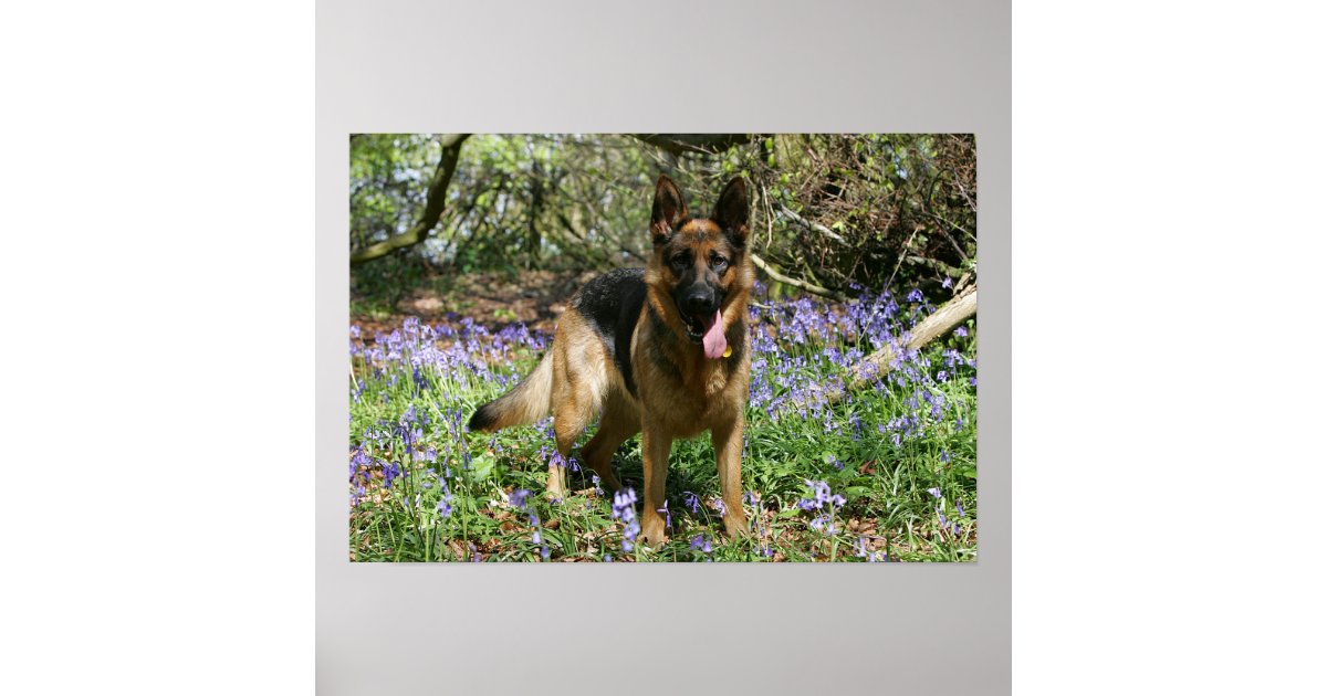 German Shepherd Laying Down Poster | Zazzle