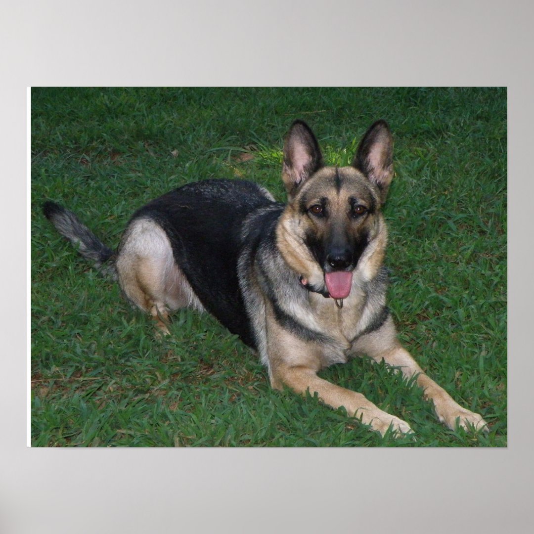 German Shepherd Poster | Zazzle